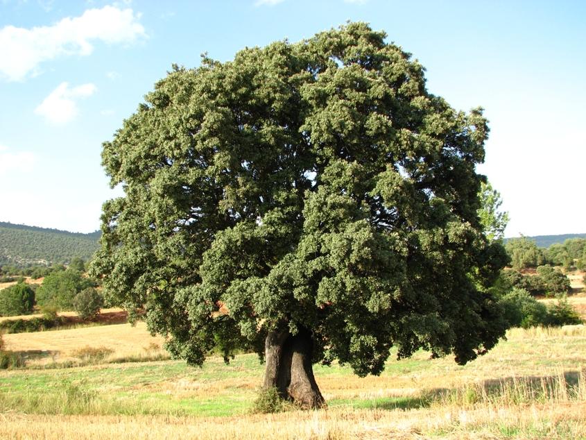 La Carrasca de Lecina, nombrada Árbol Europeo del Año