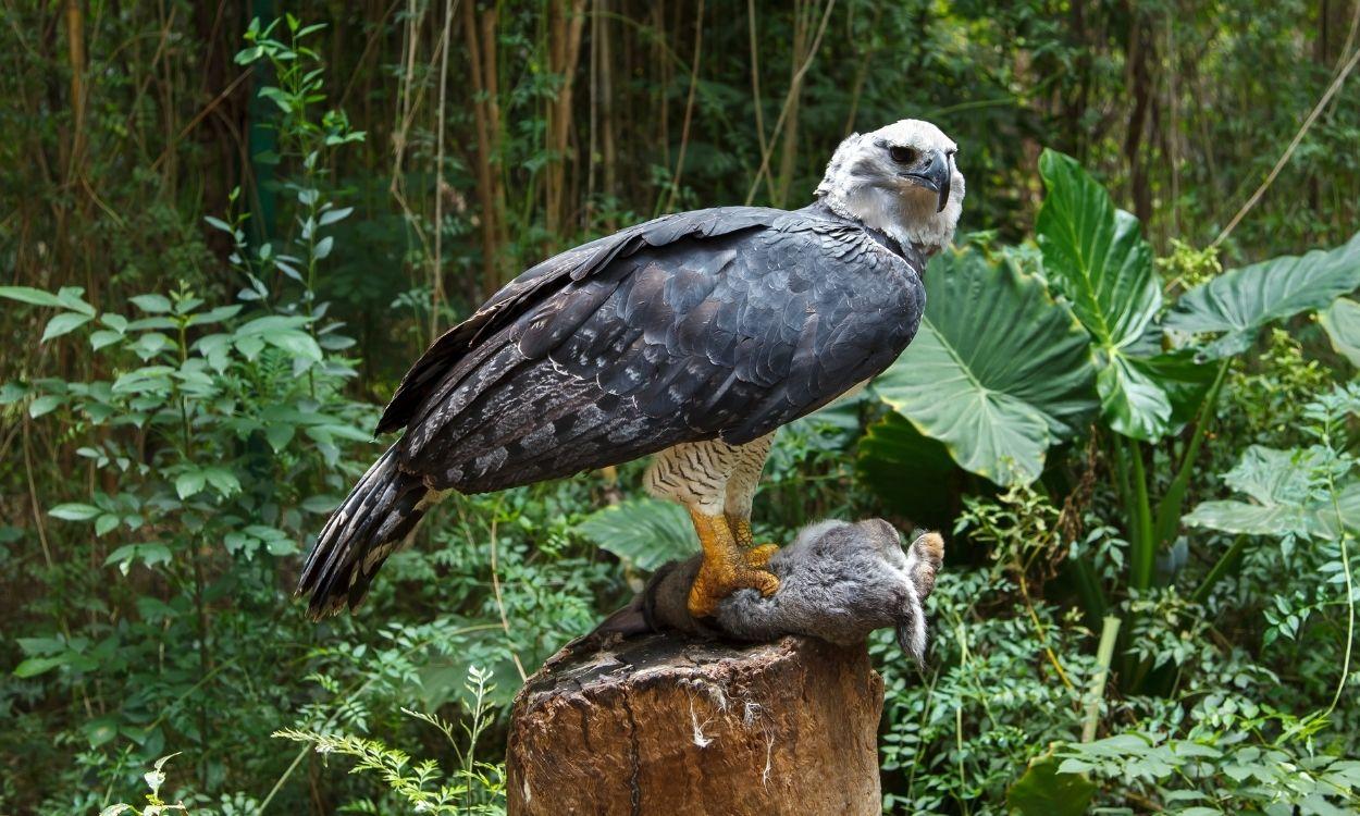 La deforestación afecta a la supervivencia del águila arpía