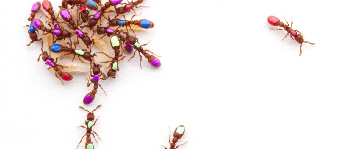 La estructura social de las hormigas está en su ADN