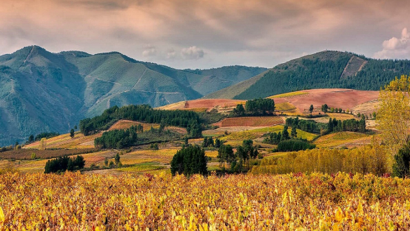 Ruta del Vino del Bierzo: un plan diferente para este verano