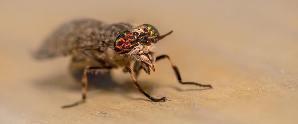 Qué hacer ante la picadura de un tábano