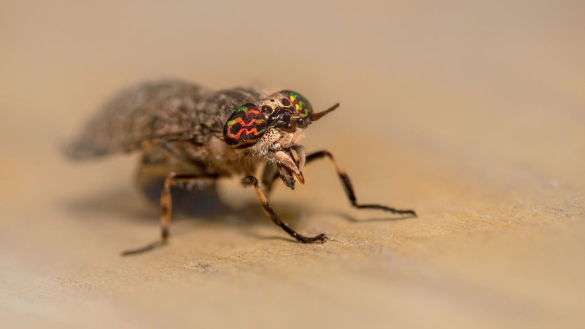 Qué hacer ante la picadura de un tábano