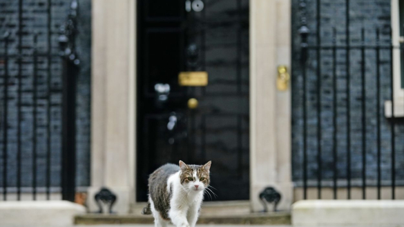 Larry, el gato de Downing Street: el único que permanece impasible ante ...