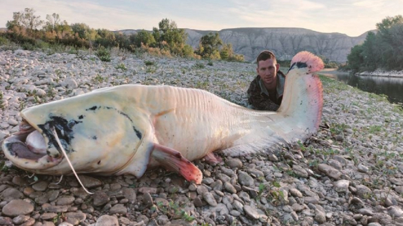 Pescan un siluro de dimensiones descomunales en el Ebro