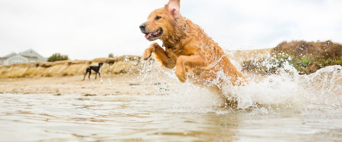 Estas son las mejores playas para ir con tu perro este verano