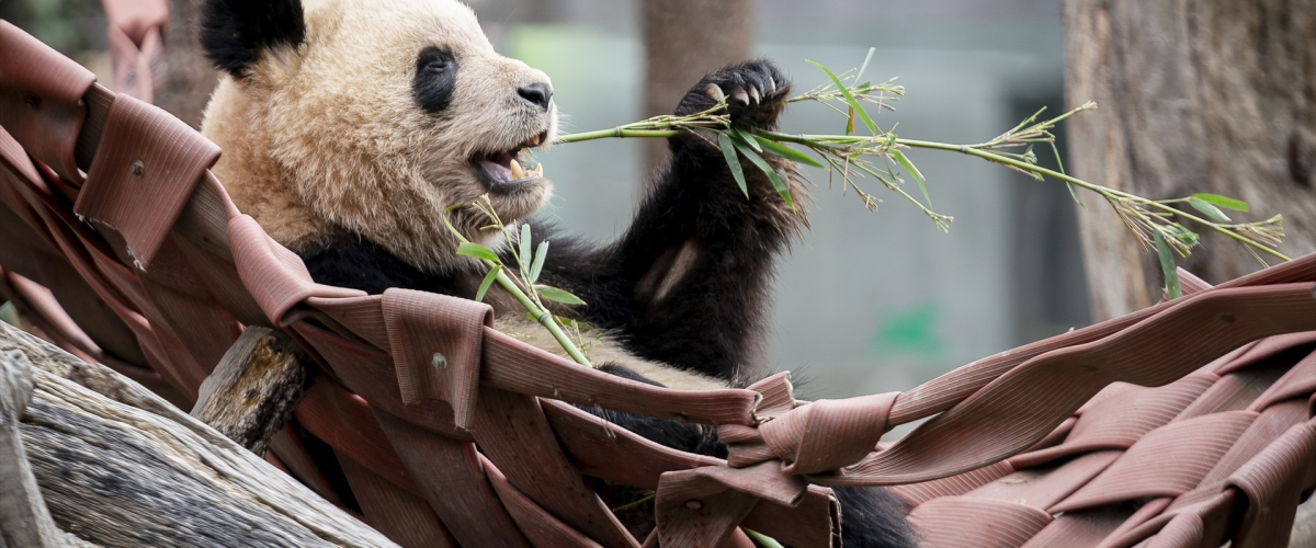 FOTOGRAFÍAS: Los pandas del Zoo de Madrid se jubilan