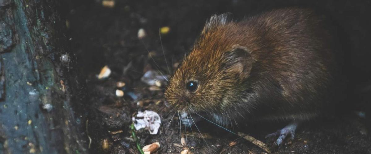 Ratas "drogadas" tras ingerir marihuana en una comisaría de Nueva Orleans