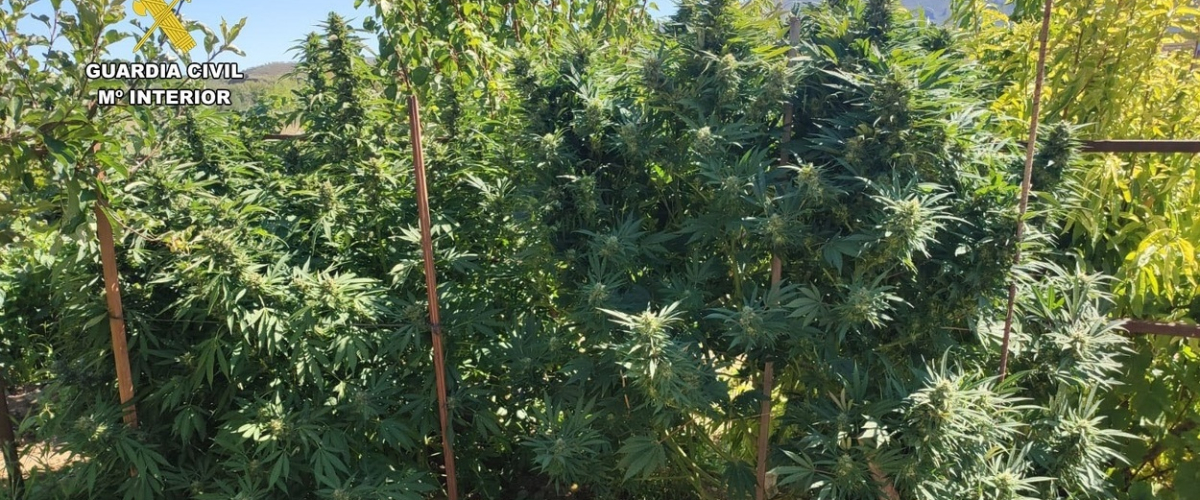 Descubren cuatro cultivos de marihuana en La Rioja por su "intenso olor"