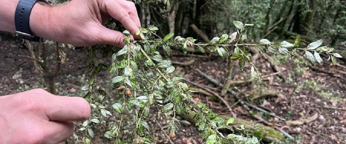 La polilla del boj amenaza los bosques de Navarra con defoliaciones severas