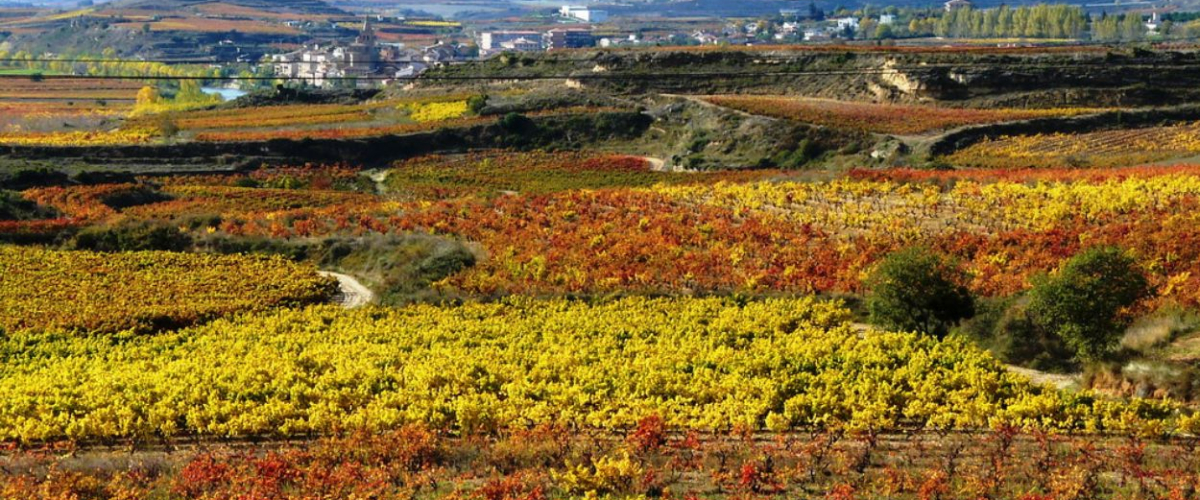 El pueblo del corazón de La Rioja donde la cultura del vino se funde ...