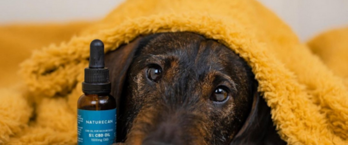 Aceite de CBD para perros: beneficios, usos y dosis recomendada