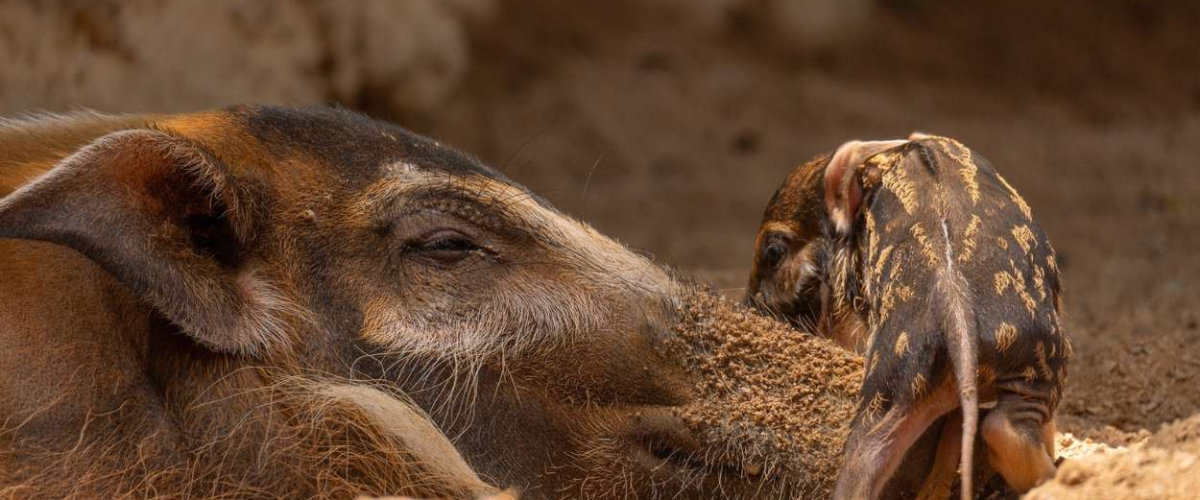 Bioparc Fuengirola celebra el nacimiento de una cría del jabalí más ...