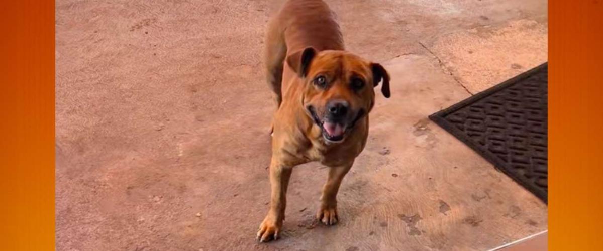 El perro que “paga” con piedras: la historia viral que conquistó TikTok ...