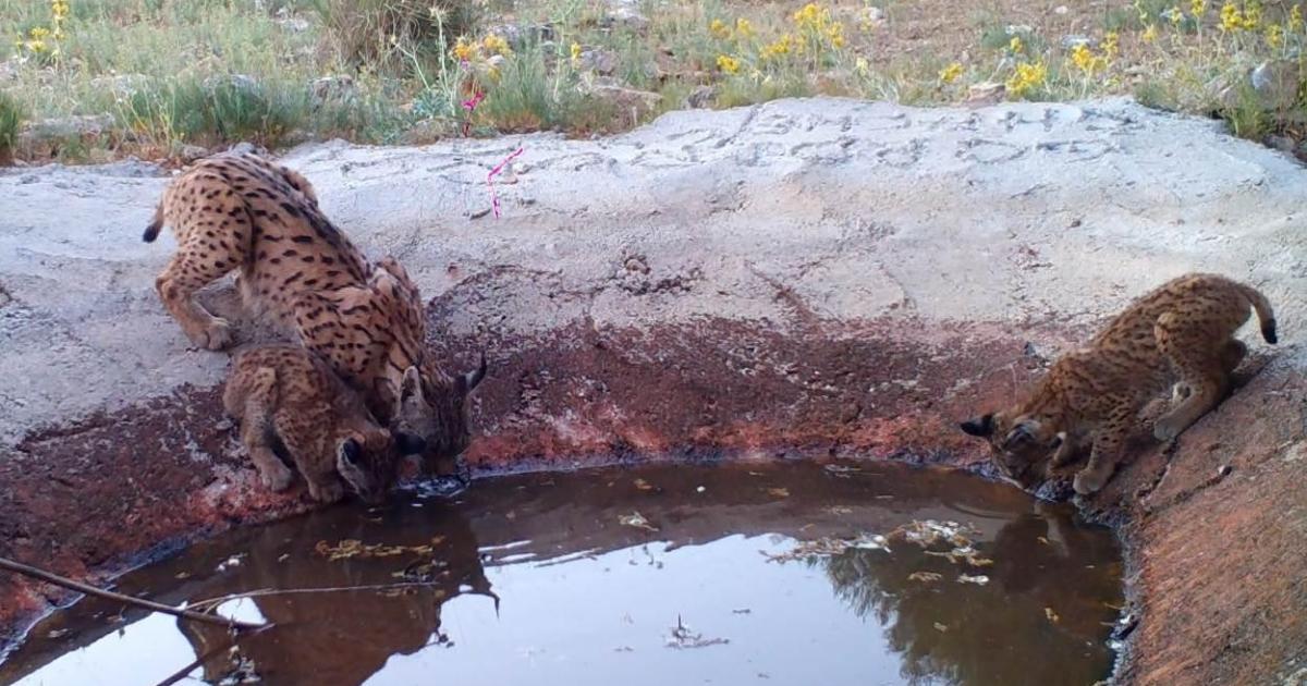 Los primeros cachorros de lince ibérico nacen en Cuenca tras décadas de ...