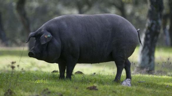 El gorrino español triunfa en China