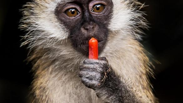 Los monos verdes africanos aprenden a "decir" dron