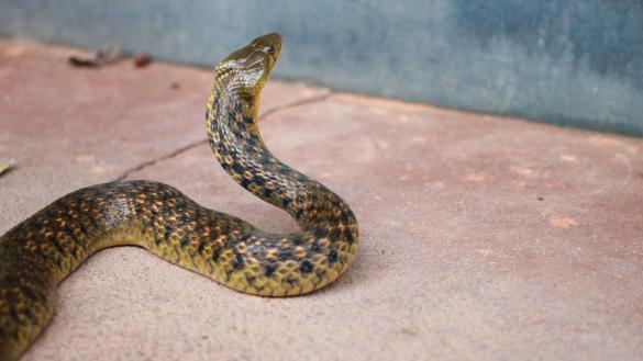 Las serpientes tuvieron patas posteriores en sus primeros 70 millones ...