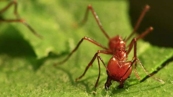 Agresivas y peligrosas: así son las hormigas rojas que han sobrevivido ...