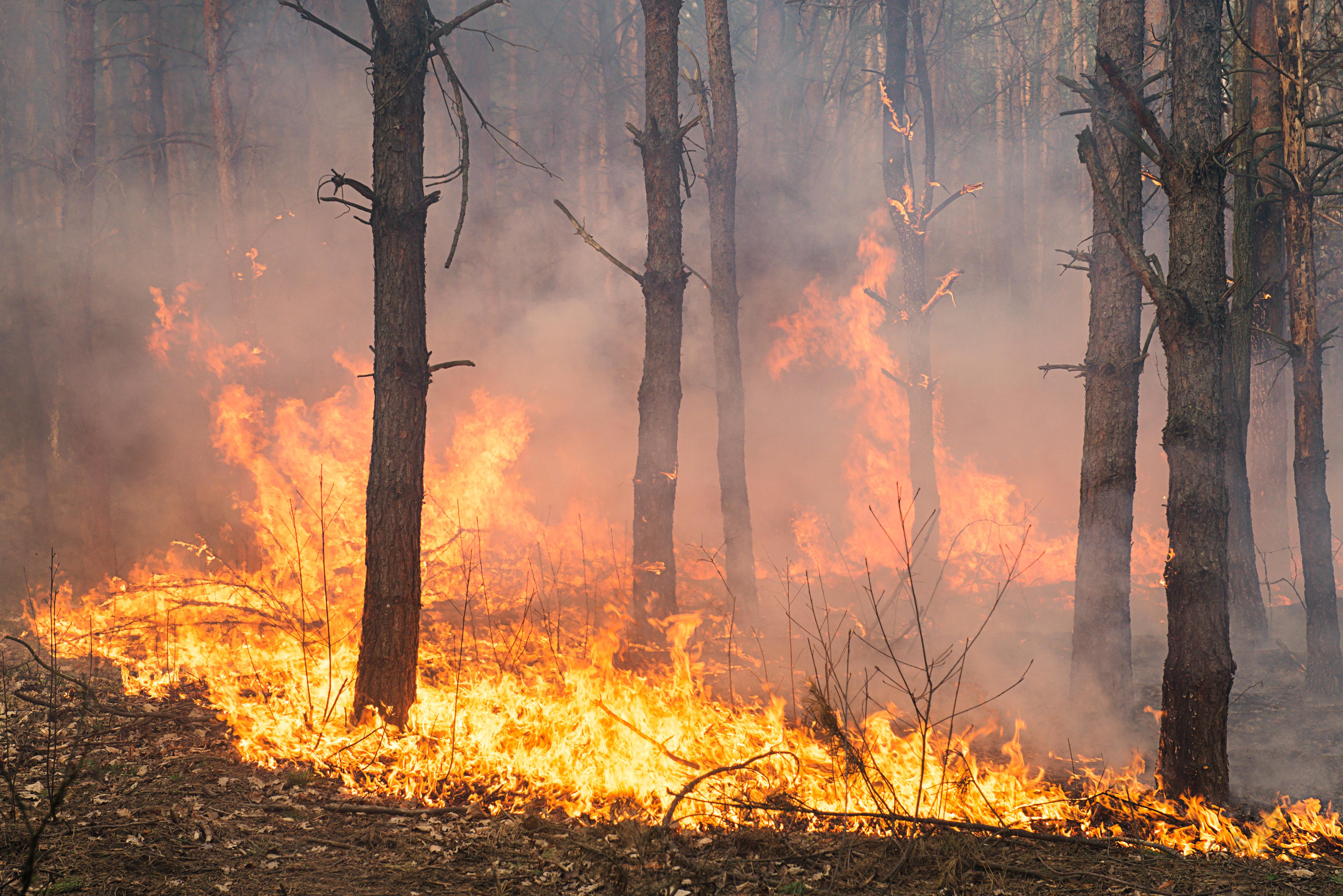 El 95 Por Ciento De Los Incendios Forestales Son Por Causas Humanas