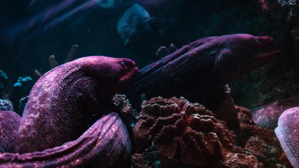 Todo sobre las anguilas, el pez más enigmático de todos