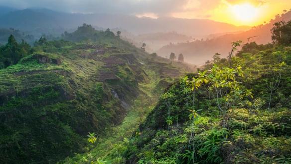 Un viaje virtual a los bosques más emblemáticos del mundo